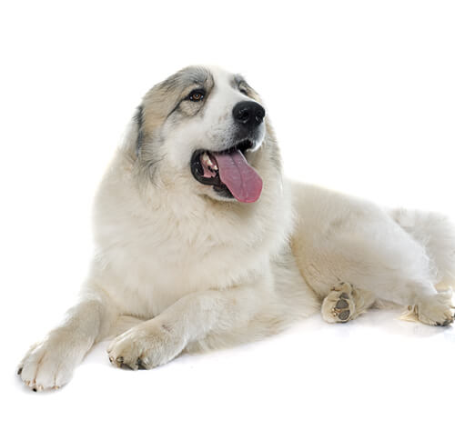 Pyrenean Mountain Dog Breed Information | Purina