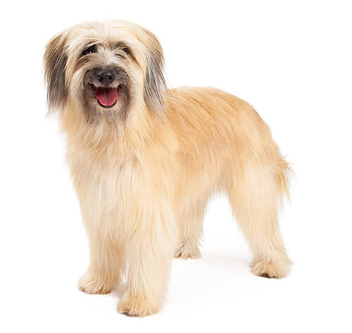 Pyrenean Sheepdog Dog Breed Information | Purina