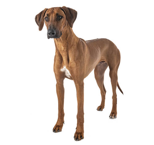 Rhodesian Ridgeback Dog Breed Information | Purina