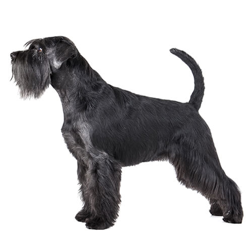 Standard Schnauzer Dog Breed Information | Purina