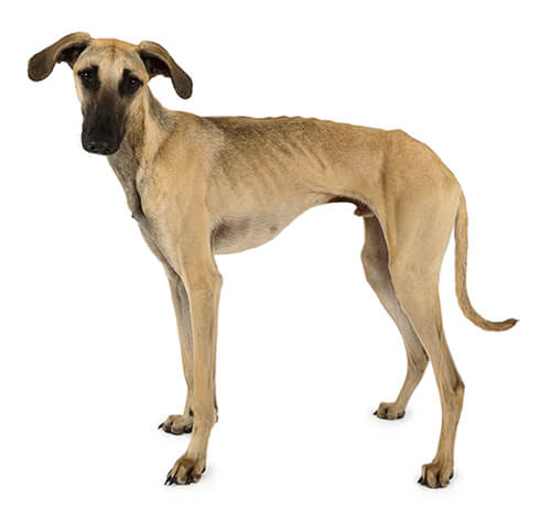 Sloughi Dog Breed Information | Purina UK