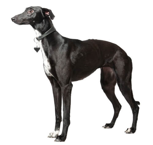 Whippet Dog Breed Information | Purina UK | Purina