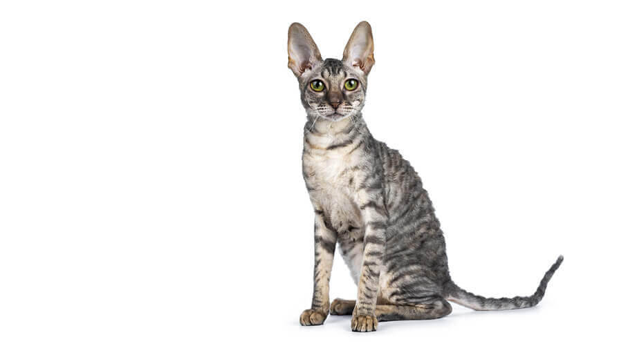 Cornish Rex Cat Breed Information | Purina