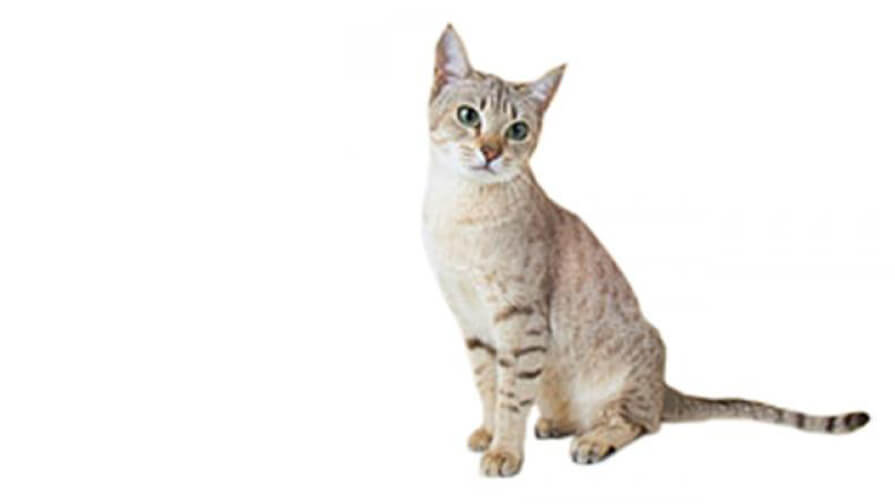 Australian Mist Cat Breed Information | Purina
