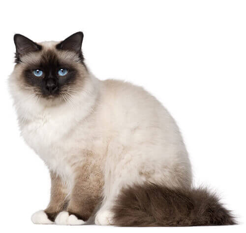 Birman Cat Breed Information | Purina UK