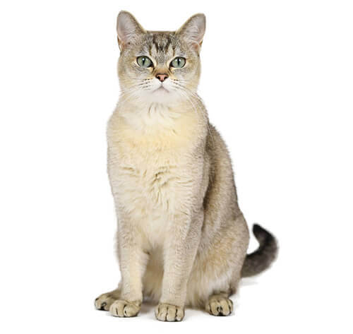 Burmilla Cat Breed Information | Purina UK