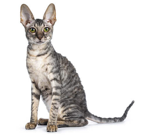 Cornish Rex Cat Breed Information | Purina
