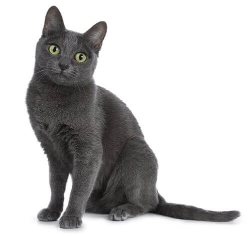Korat Cat Breed Information | Purina UK | Purina