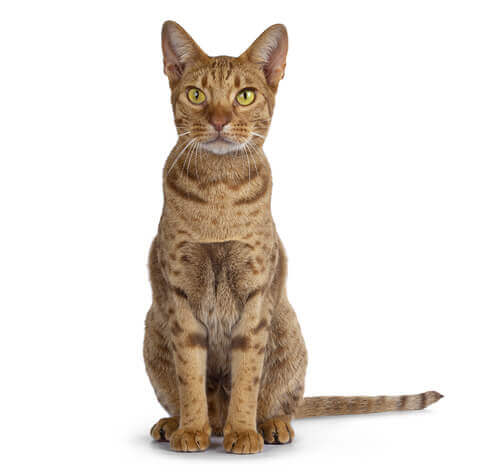 Ocicat Cat Breed Information | Purina UK | Purina
