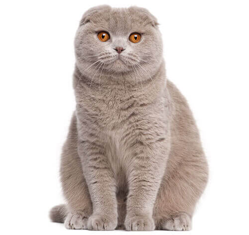 Scottish Fold Cat Breed Information | Purina UK