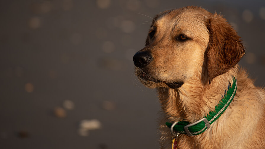 Goldador Dog Breed Information | Purina