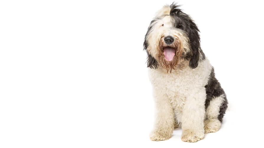 Sheepadoodle Dog Breed Information | Purina