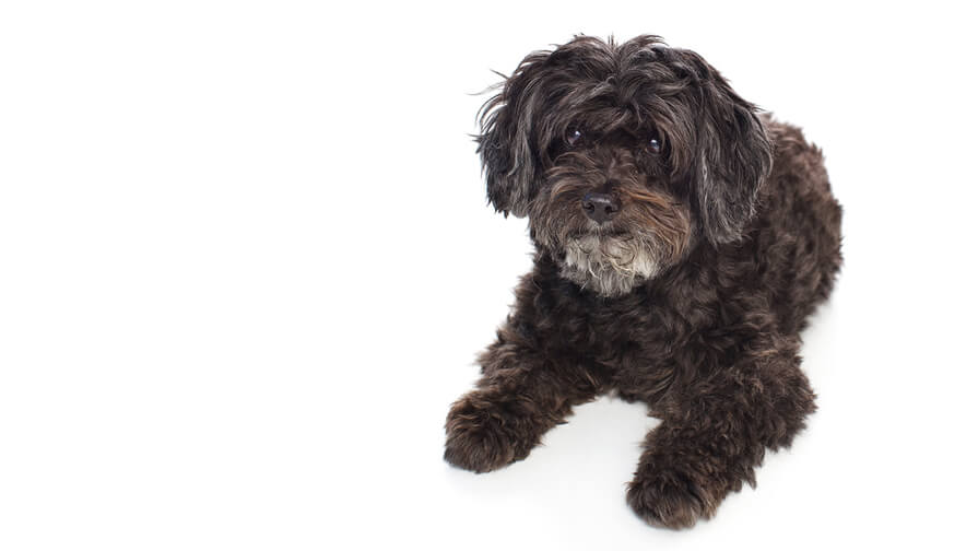 Schnoodle Dog Breed Information | Purina