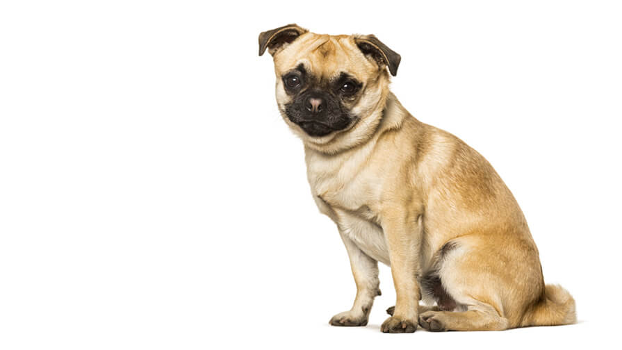 Chug Dog Breed Information | Purina