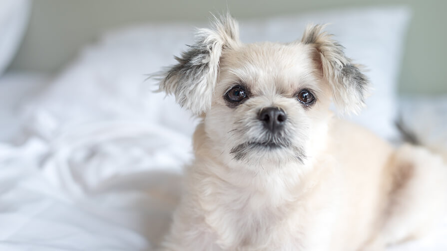 Pomapoo Dog Breed Information | Purina