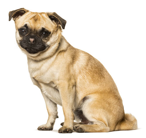 Chug Dog Breed Information | Purina UK