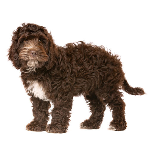 Cockapoo Dog Breed Information | Purina UK