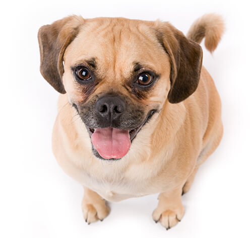 Puggle Dog Breed Information | Purina UK