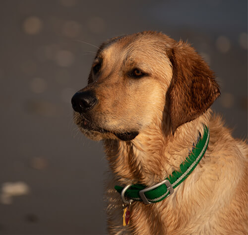 Goldador Dog Breed Information | Purina UK