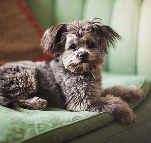 Yorkipoo Dog Breed Information | Purina UK