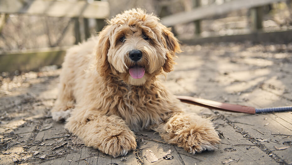 Goldendoodle Dog Breed Information | Purina