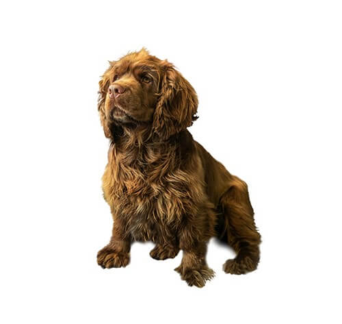 Sussex Spaniel Dog Breed Information | Purina UK