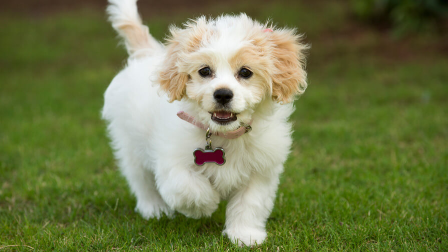 Cavachon Dog Breed Information | Purina