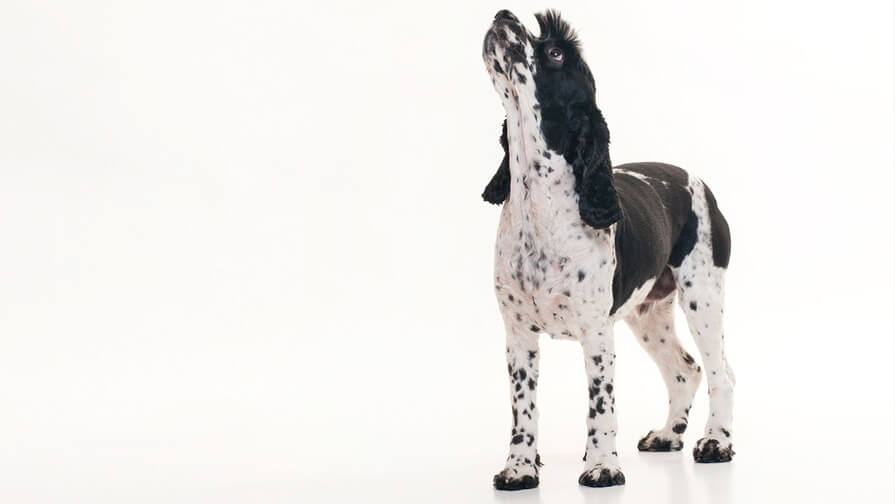 Cockalier Dog Breed Information | Purina