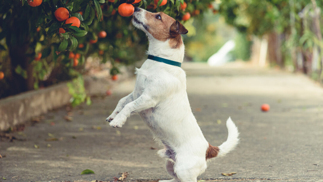Top 17 Fruits Dogs Can Safely Eat | Purina UK