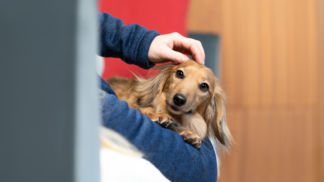 Vestibular Disease in Dogs: Symptoms & Treatment | Purina UK