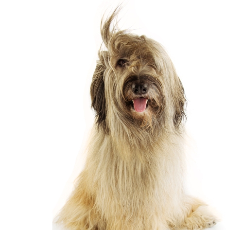 Catalan Sheepdog Dog Breed Information | Purina