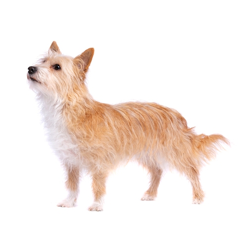 Portuguese Podengo Dog Breed Information | Purina