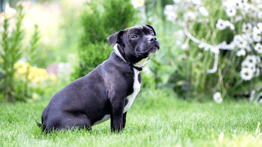 Purina | 14 American Dog Breeds That Make Impressive Pets | Purina UK