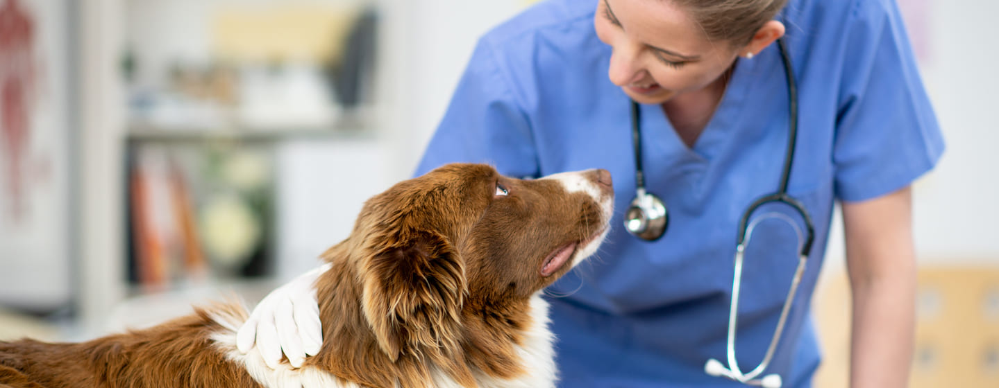 How To Treat Ringworm In Dogs At Home