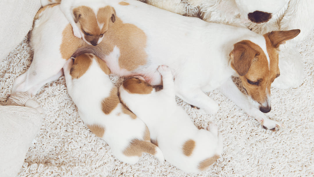 Images Of Mastitis In Dogs Mastitis – Prevention And Treatment