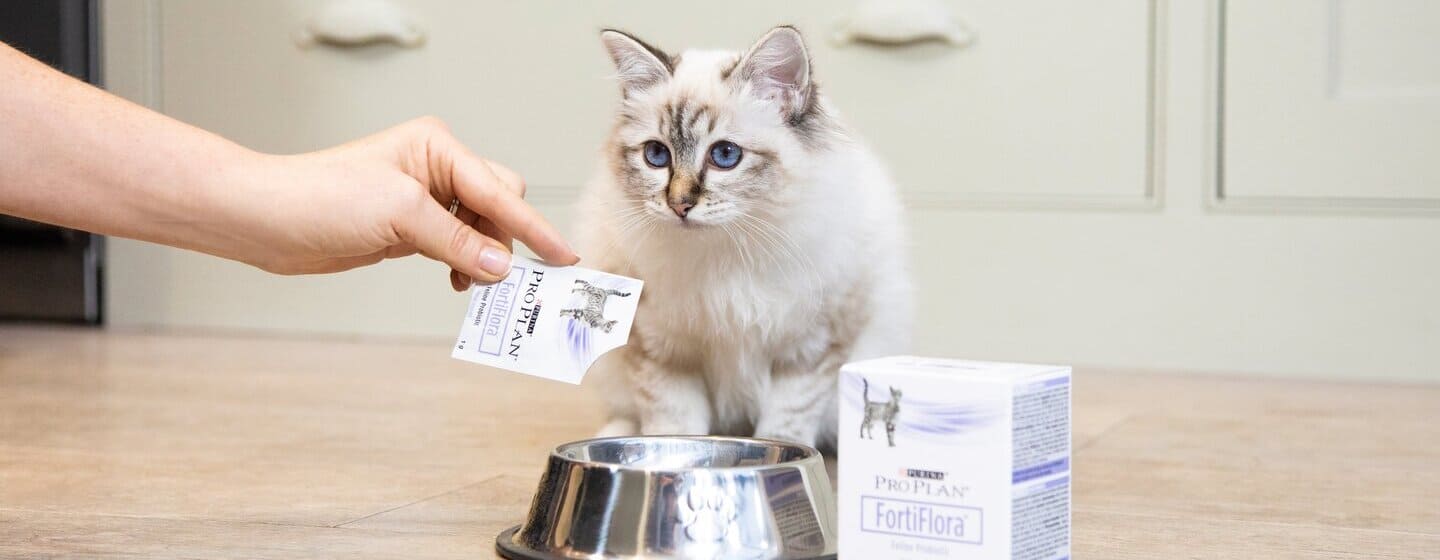 Probiotics for Cats: Why Are They So Important