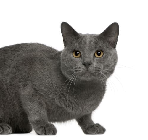 Chartreux Cat Breed Information| Purina UK