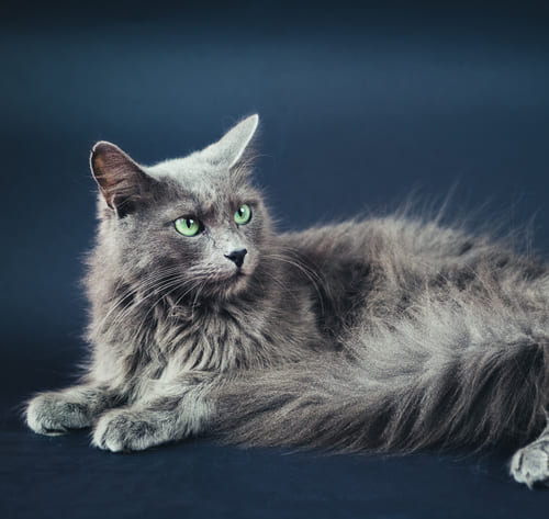 Nebelung Cat Breed Information| Purina UK