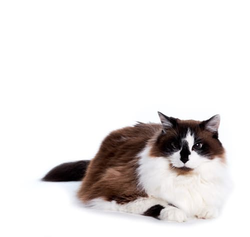 RagaMuffin Cat Breed Information| Purina