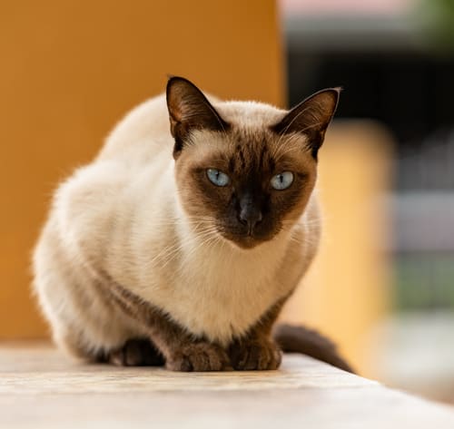 Thai Cat Breed Information| Purina