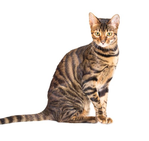 Toyger Cat Breed Information| Purina UK