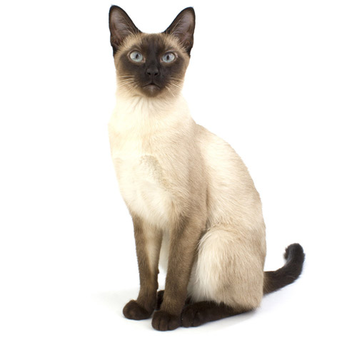 Siamese Cat Breed Information | Purina UK