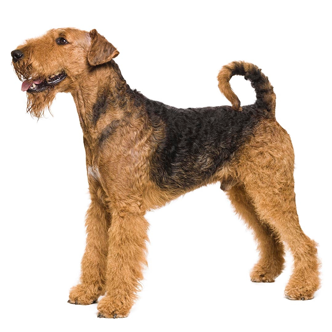 Where Do Airedale Terriers Come From