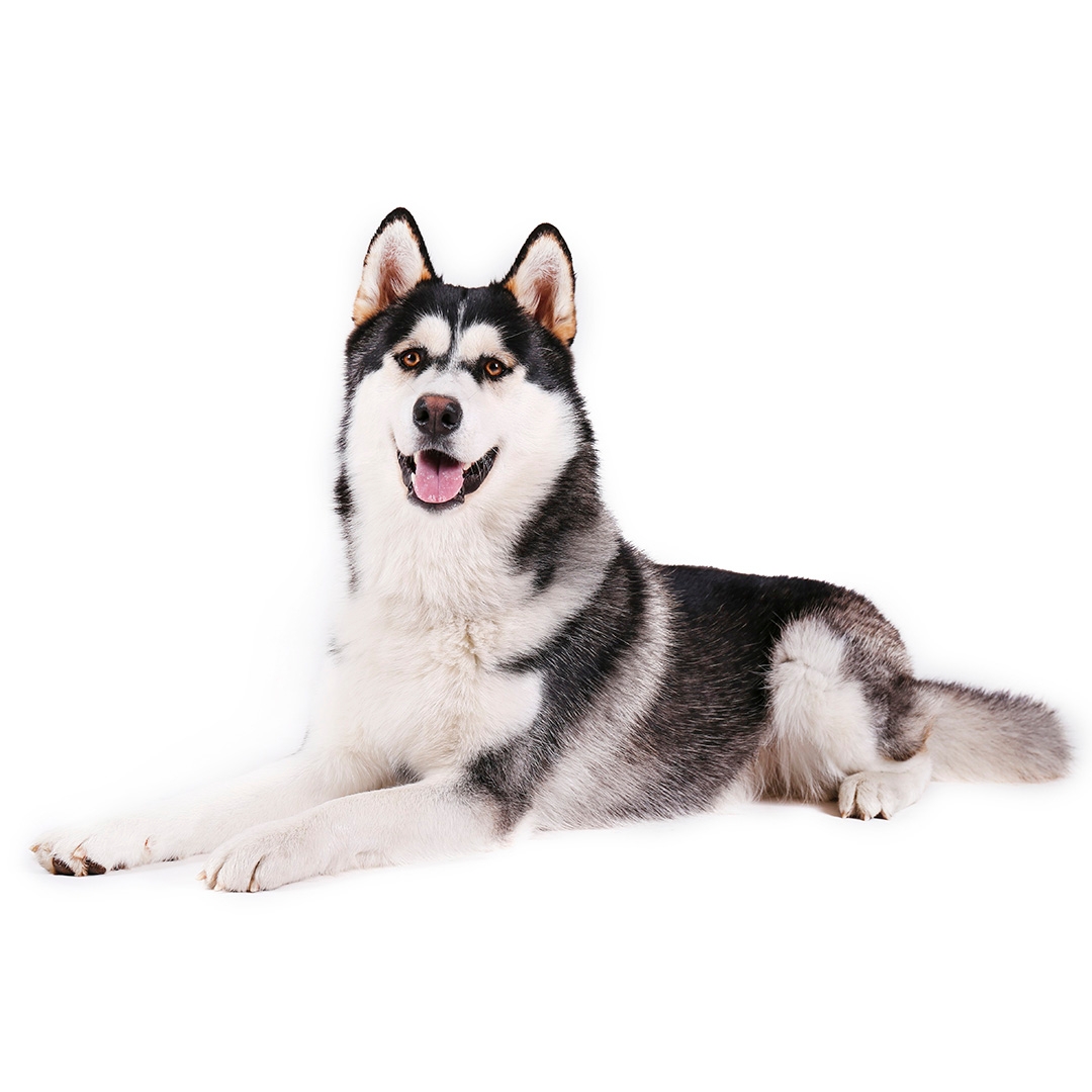 Light Red Alaskan Malamute