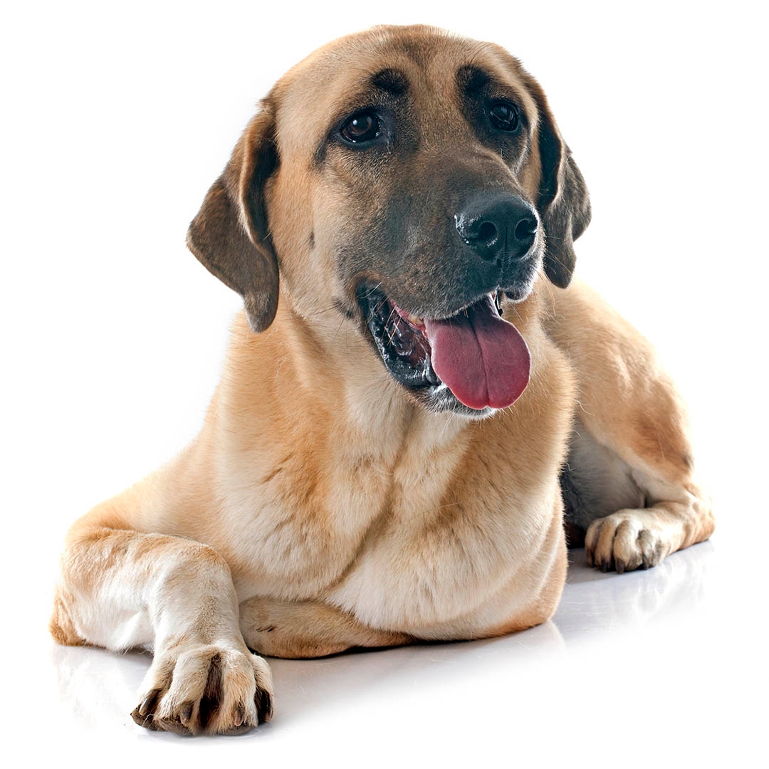 Anatolian Shepherd Dog Kurt: The 7ft Tall Anatolian Shepherd Dog Is