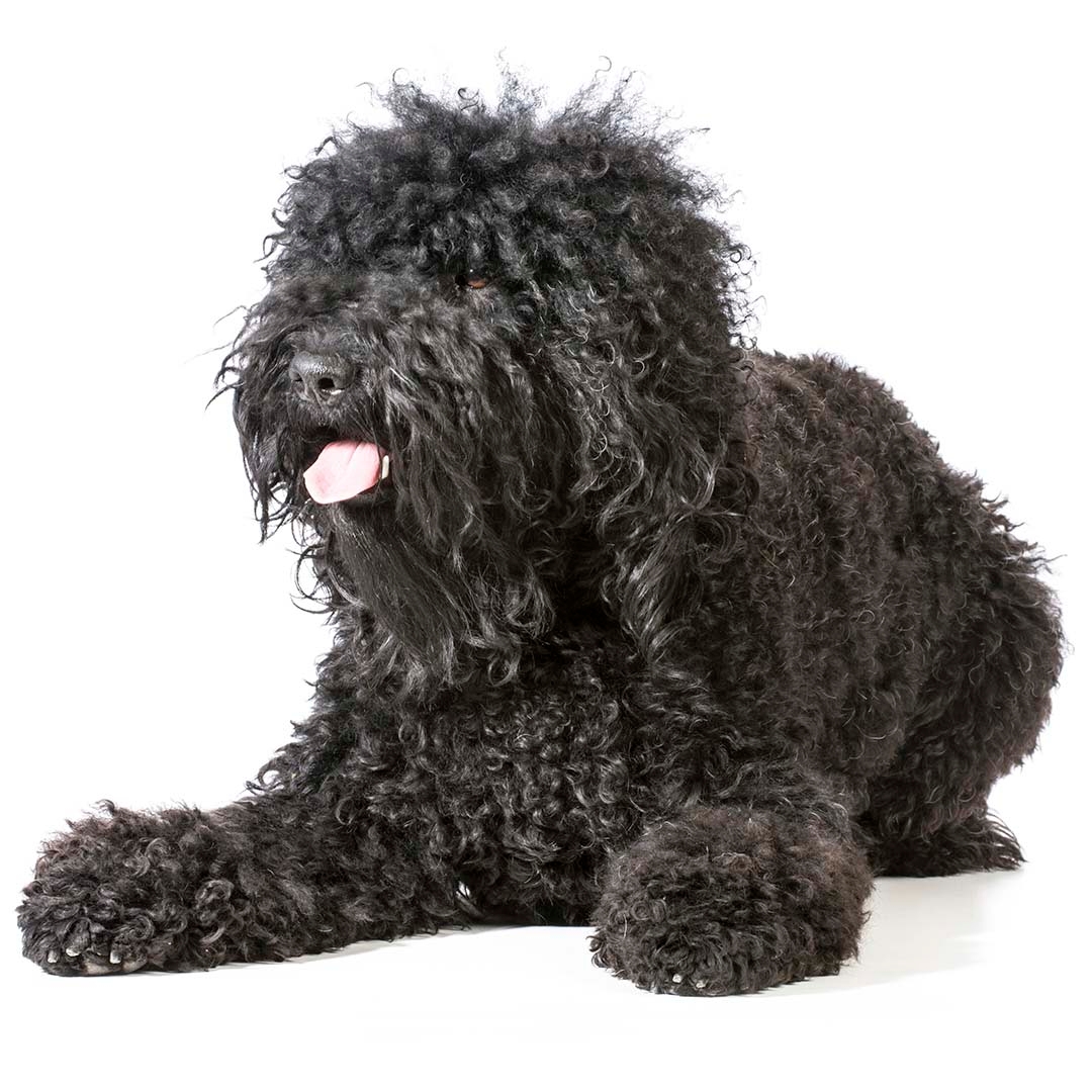 What Is A Barbet Bred For