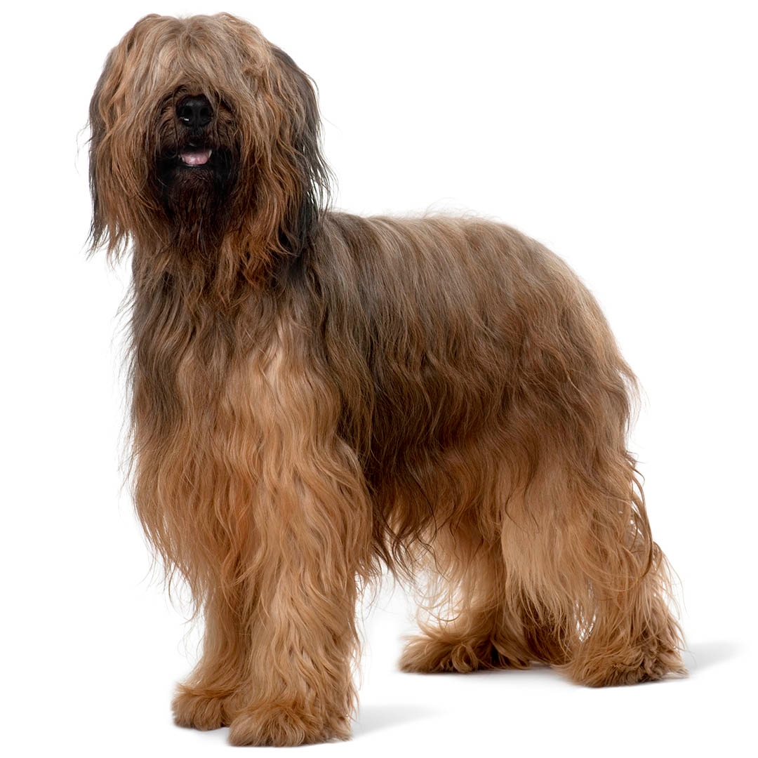 Briard Mix Dog