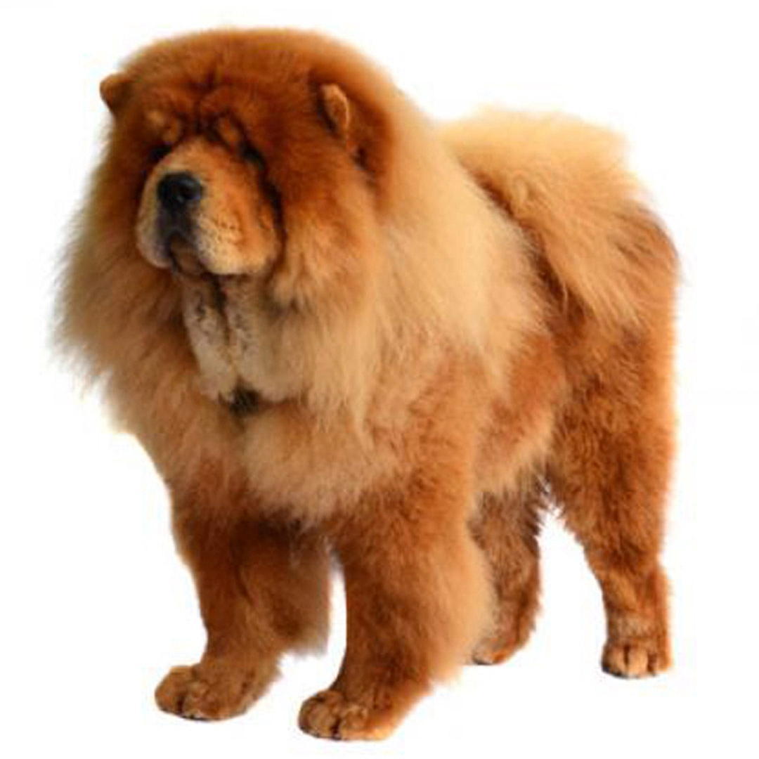 Chow Chow Volgroeid Chow Chow: Gewichtstabellen, Levensverwachting,