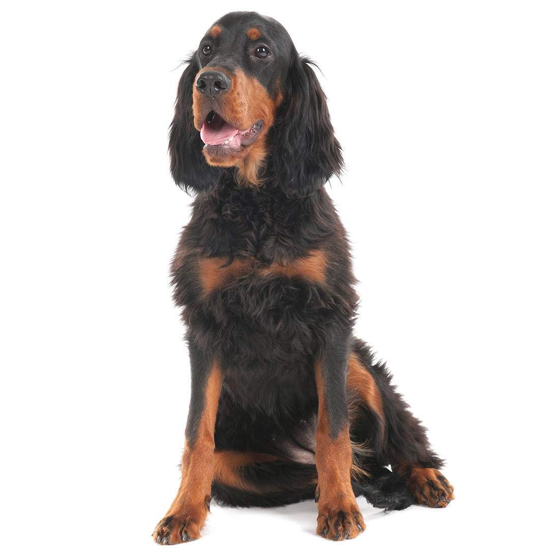 Are Gordon Setter Good With Kids