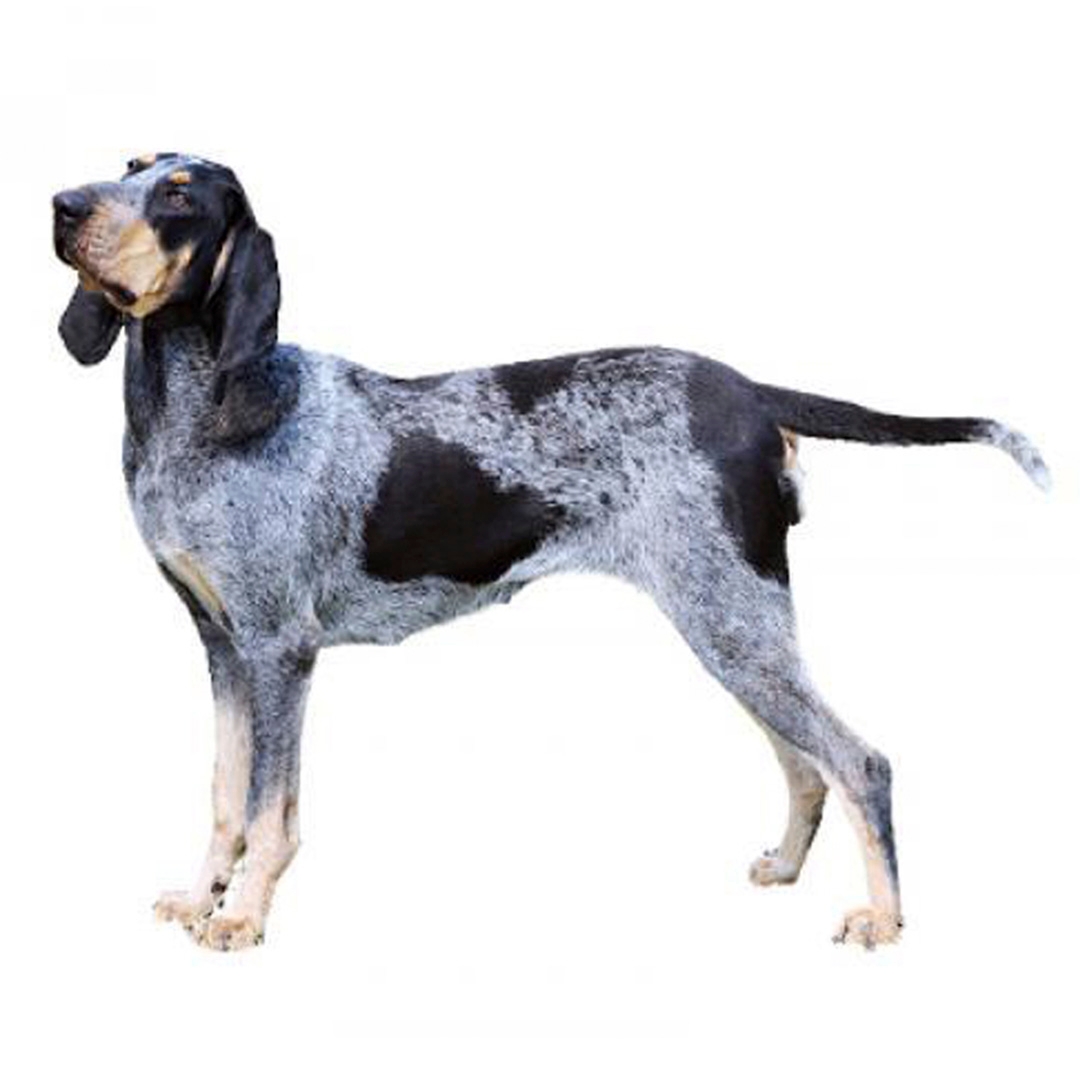 American Blue Gascon Hound
